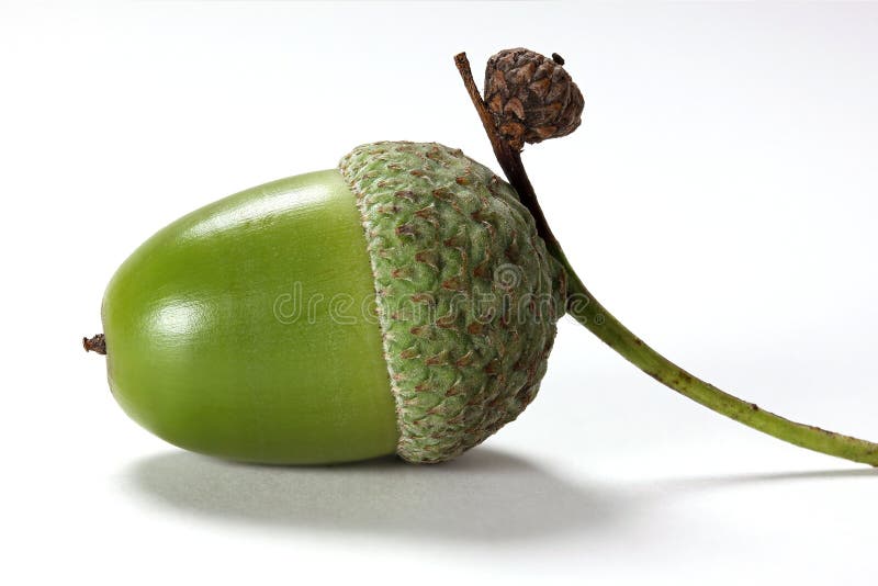 One acorn stock image. Image of leaf, white, origins - 58907827