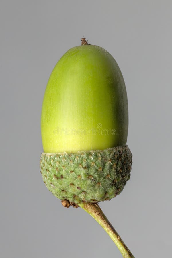 One acorn stock photo. Image of single, white, background - 48983086