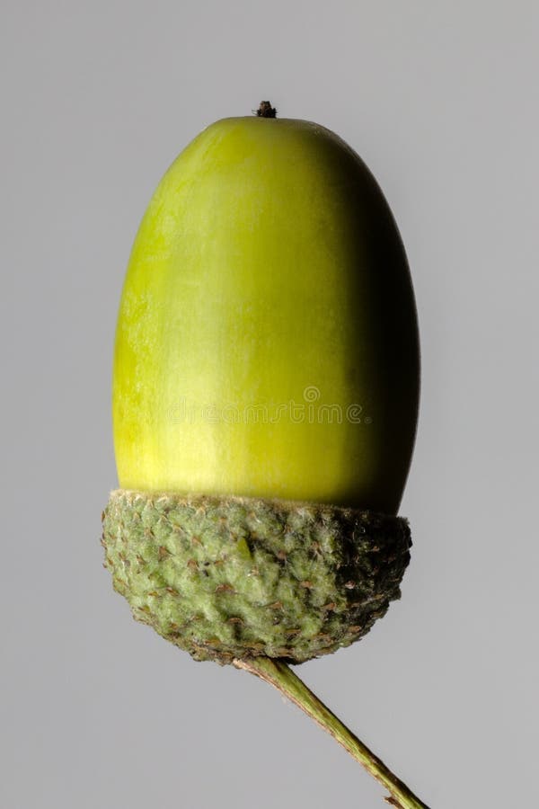 One acorn stock photo. Image of macro, seed, natural - 62878276
