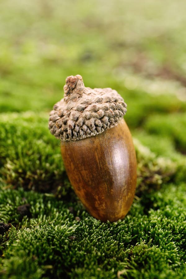 One Acorn on Green Moss Outdoors, Closeup Stock Image - Image of ...