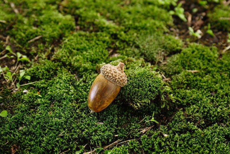 One Acorn on Green Moss Outdoors. Nut of Oak Stock Image - Image of ...