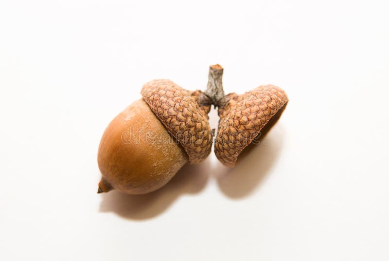 One Acorn with Hat on Over White Stock Image - Image of capitulum ...