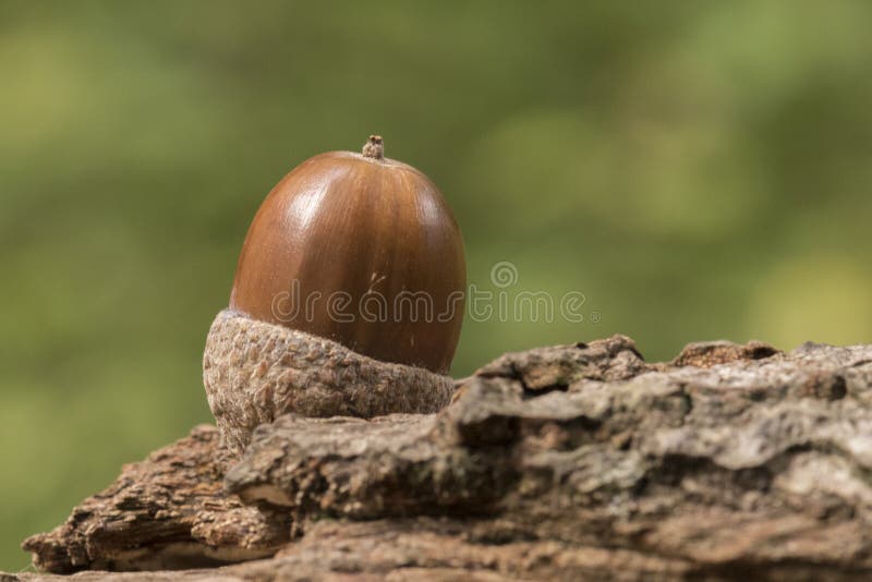 One acorn stock photo. Image of fall, acorn, green, small - 99843340