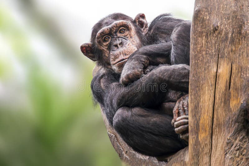 One Adult Chimpanzee (Pan Paniscus) Sits Relaxed in a Tree Stock Image ...