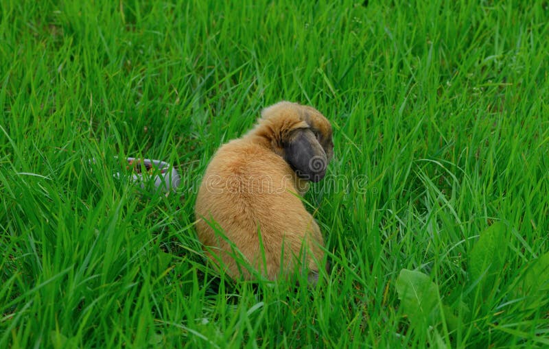 One Adult Rabbit is Sitting in the Grass, the Back View Stock Image ...