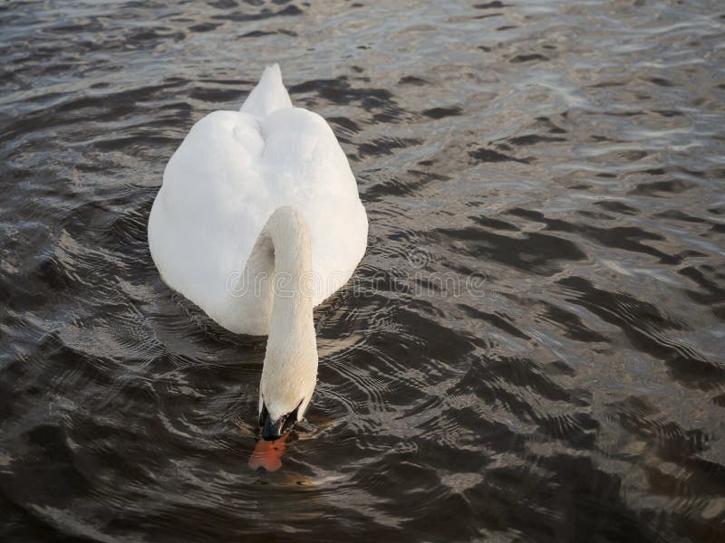 Swan looking back stock photo. Image of bodensee, shoulder - 56262186