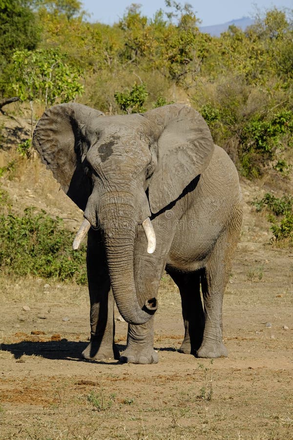 Adult Male Elephant Camera Stock Photos - Free & Royalty-Free Stock ...