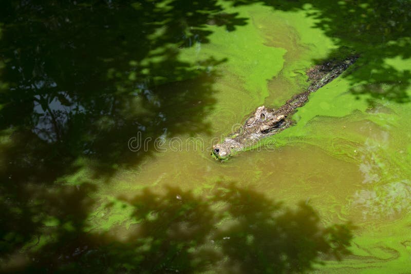 Alligator Head Above the Surface Stock Image - Image of carnivore ...