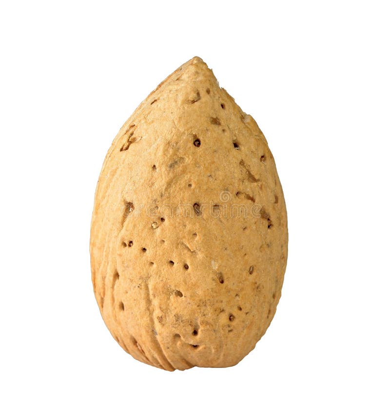 One almond stock image. Image of healthy, closeup, fresh - 32670089