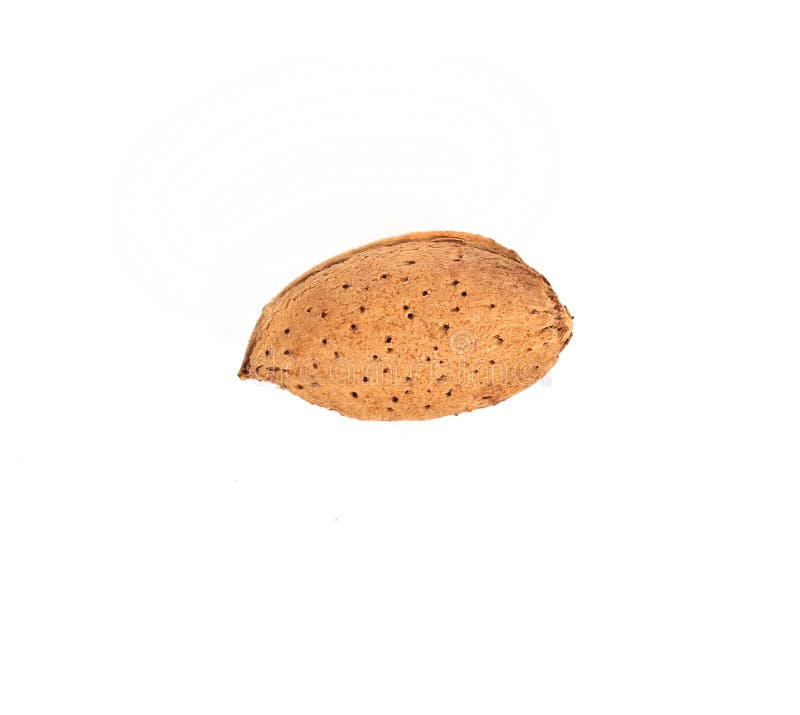 One Almond Nut Picture. Image: 19609887
