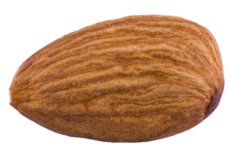 One Almond Nut Isolated On White Background Extreme Close Range