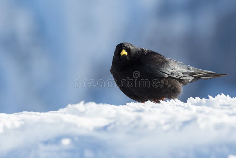 Alpine Chough Bird Pyrrhocorax Graculus Standing in Snow Stock Image ...