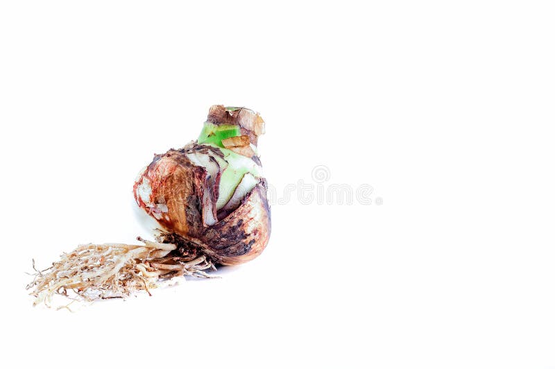 One Amaryllis Bulb with Roots Stock Illustration - Illustration of ...