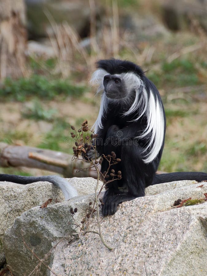 Angola Colobus (Colobus Angolensis) Stock Photo - Image of africa, face ...