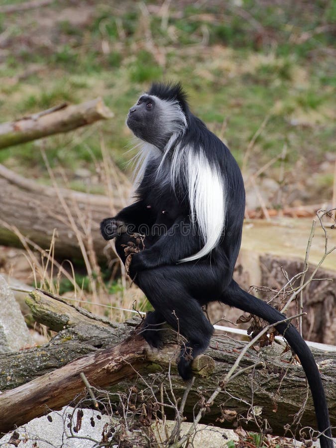 Angola Colobus (Colobus Angolensis) Stock Photo - Image of africa, face ...