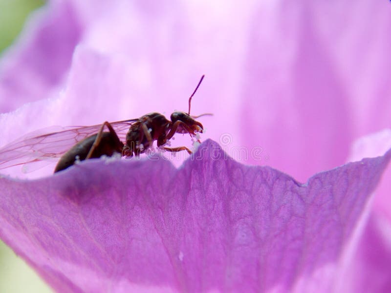 Ant on a pink flower stock photo. Image of flower, plant - 122417518