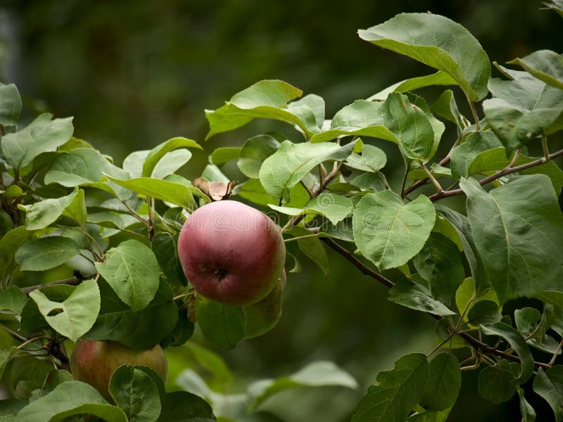 One Apple on an Apple-tree Branch Stock Photo - Image of appletree ...