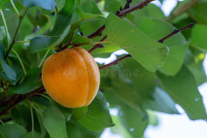 One Apricot on an Apricot Tree Stock Photo - Image of nature, branch ...