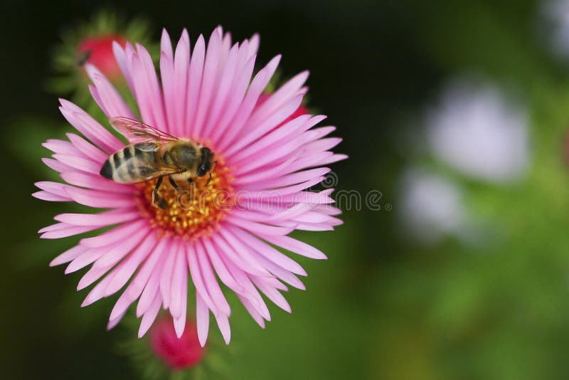 One aster flower with bee stock photo. Image of beautiful - 21077412