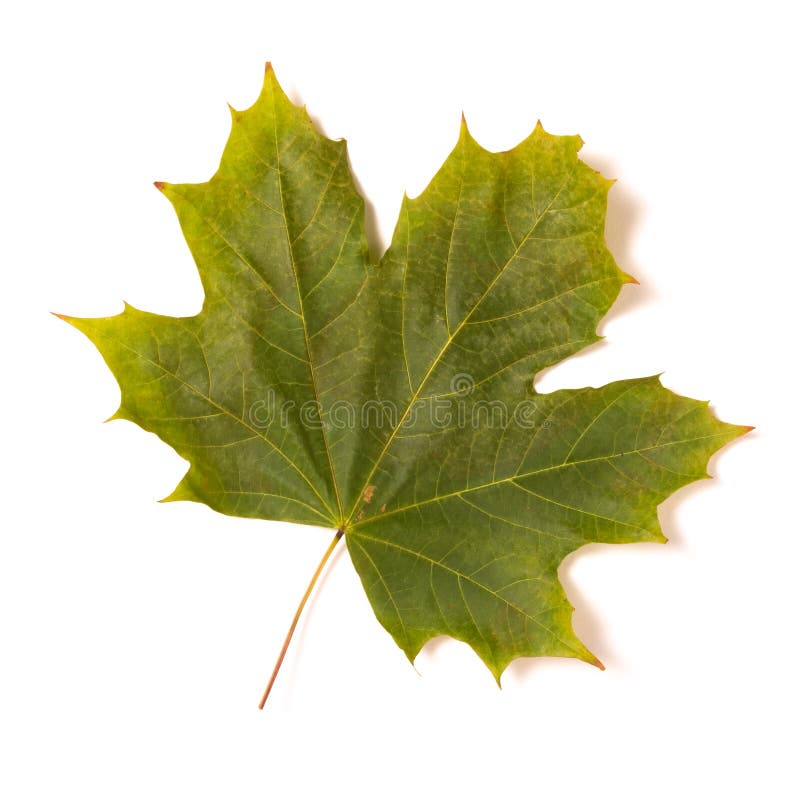 Autumn Green Maple Leaf Isolated on a White Background Stock Image ...