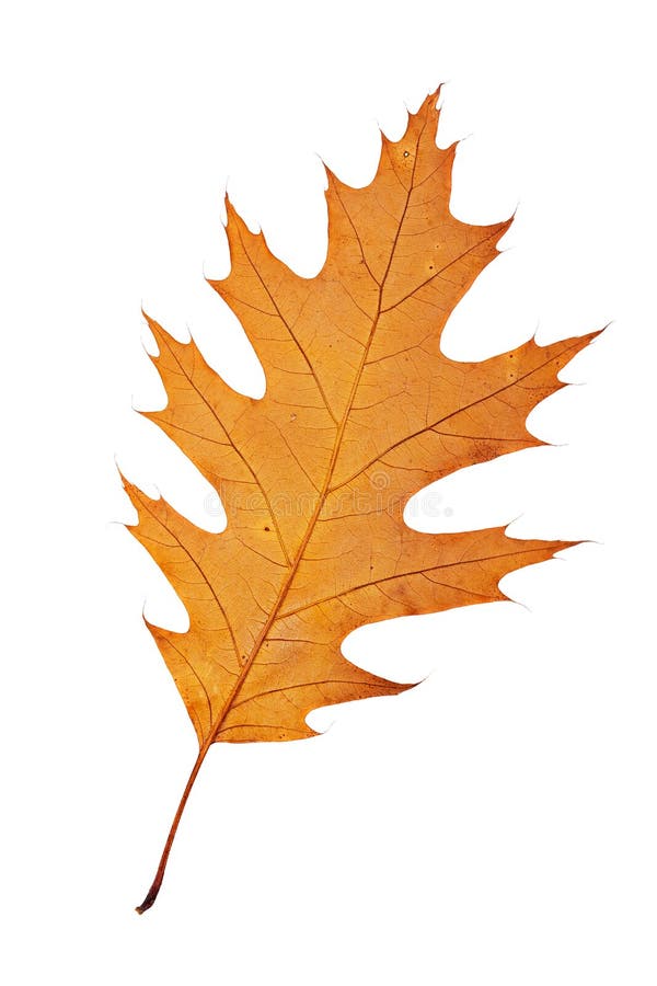 One autumn leaf stock photo. Image of fringe, orange - 11719824
