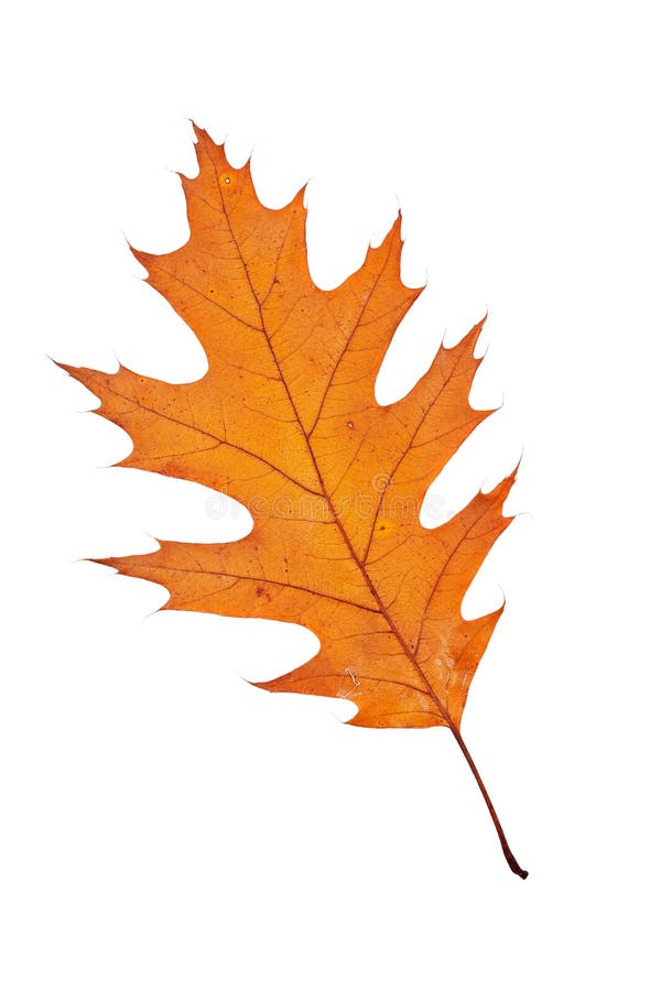 One autumn leaf stock photo. Image of maple, fall, orange - 11815118