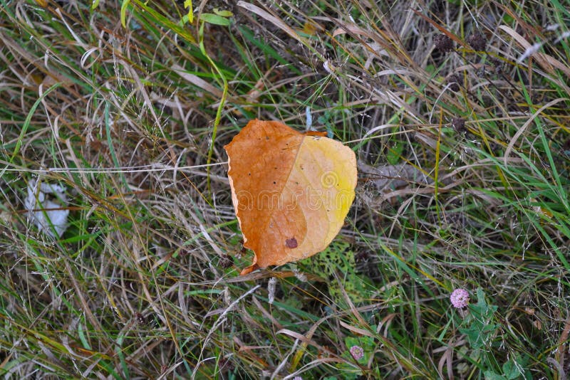 One Autumn Leaf on the Grass Stock Image - Image of decoration, botany ...