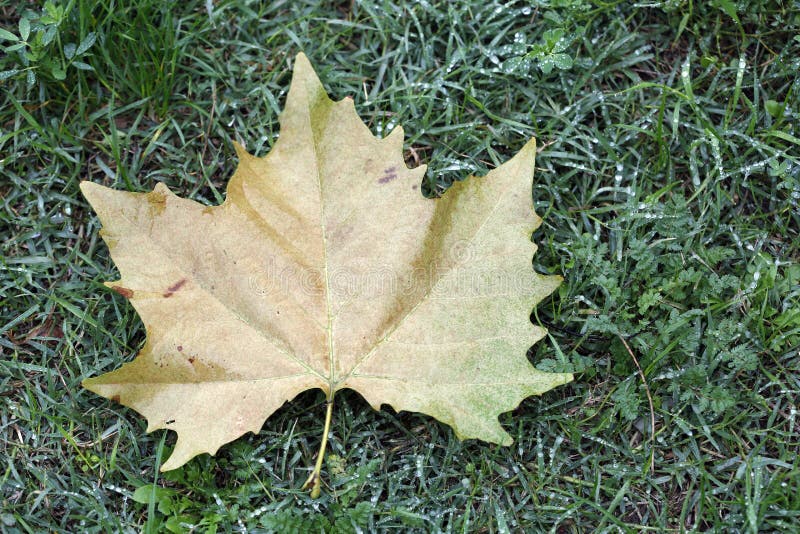 One Autumn Leaf on Green Grass with Copy Space Stock Photo - Image of ...