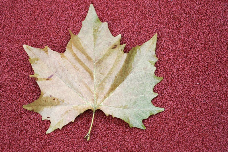 One Autumn Leaf on Red Background with Copy Space Stock Image - Image ...