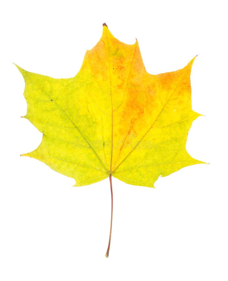 One Autumn Maple Leaf Isolated on Whit Stock Image - Image of closeup ...