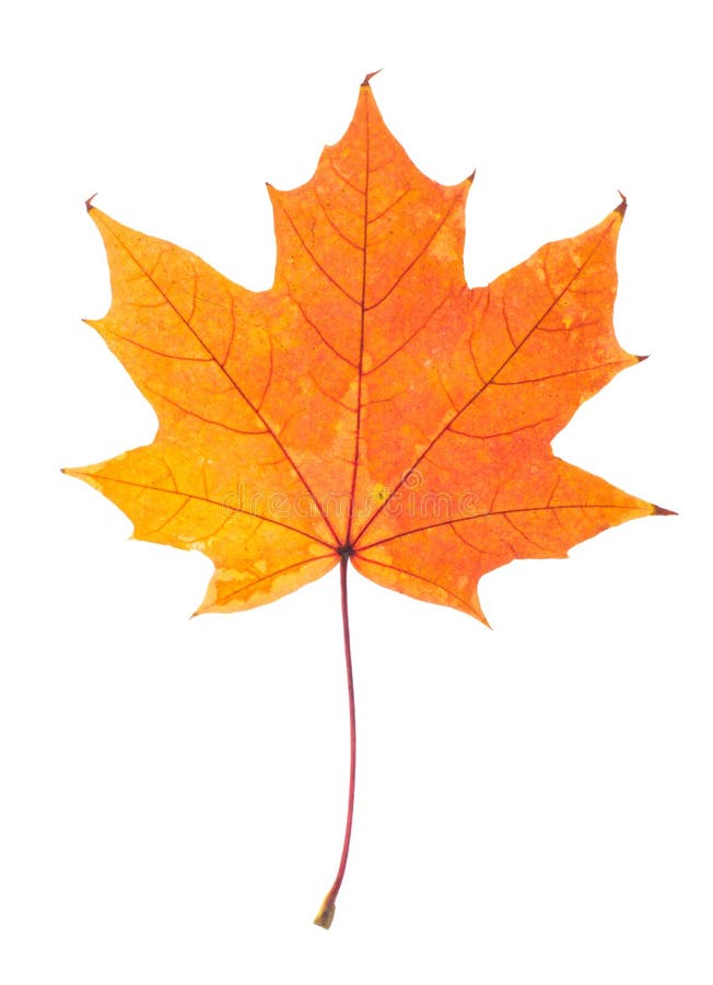 One Autumn Maple Leaf Isolated on Whit Stock Image - Image of macro ...