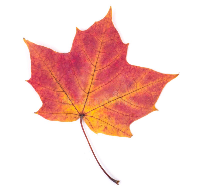 One Autumn Maple Leaf Isolated on Whit Stock Photo - Image of leaves ...