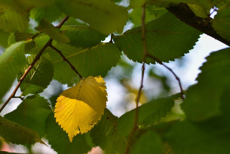One Autumn Yellow Leaf on a Tree among Green Leaves Stock Photo - Image ...