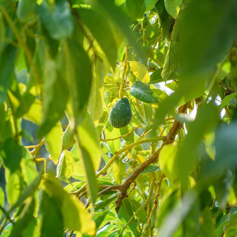 One Avocado Fruit Grows on a Tree, View through Branches Stock Photo ...