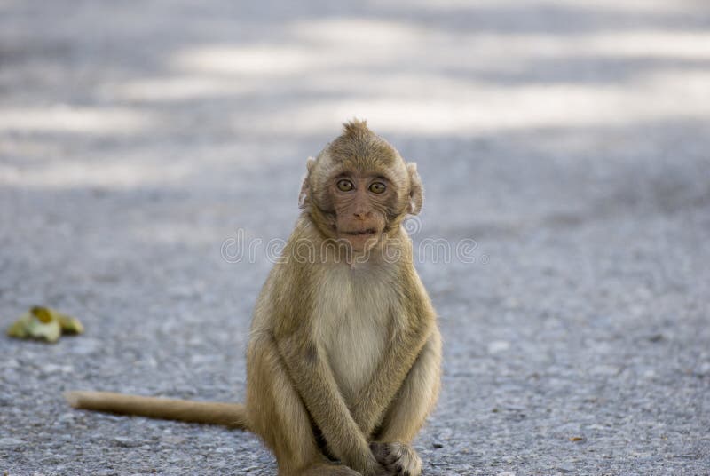 One Baby Monkey is Sitting on the Floor. Stock Image - Image of baby ...