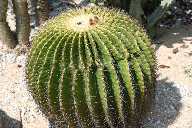 Cactus stock photo. Image of green, agave, ball, plant - 167566462