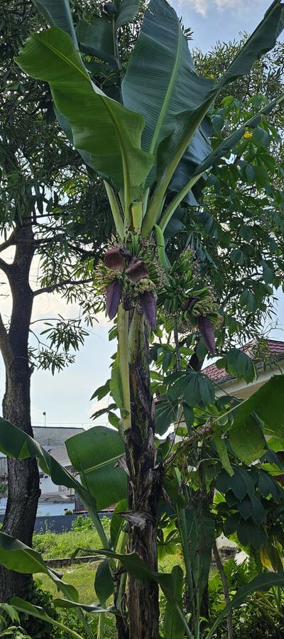 One Banana Tree Has Two Fruit Branches and Three Fruit Hearts Stock ...