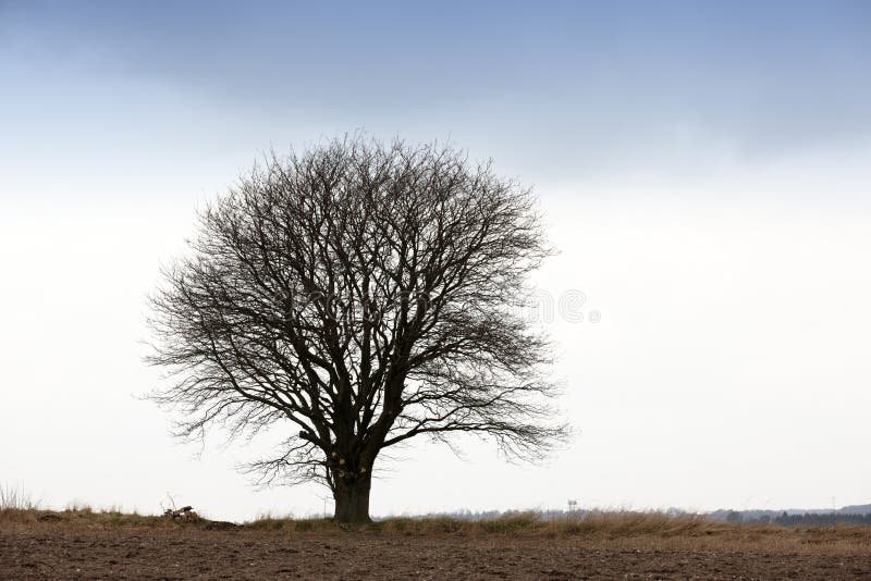 One Bare Tree on a Field during Winter on an Overcast Cloudy Cold Day ...