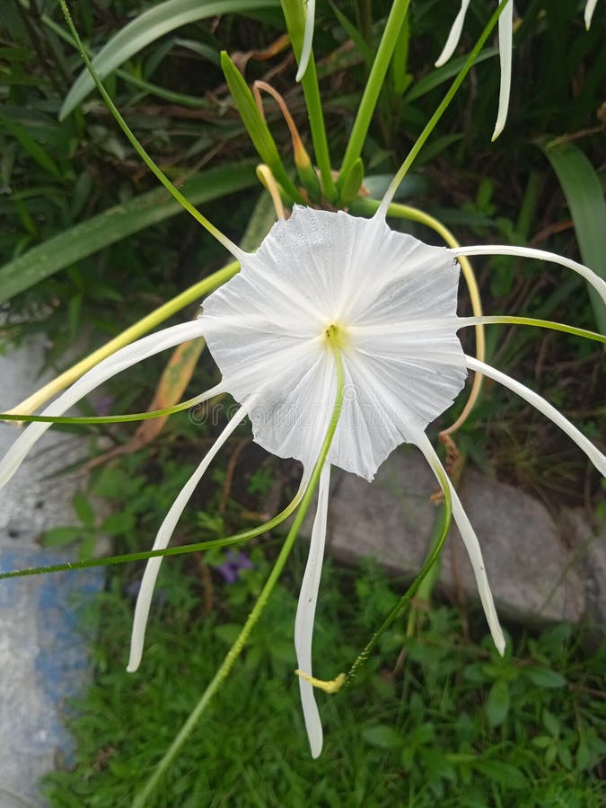 One Beach Spider Lily Bloomed Perfectly Stock Photo - Image of spider ...