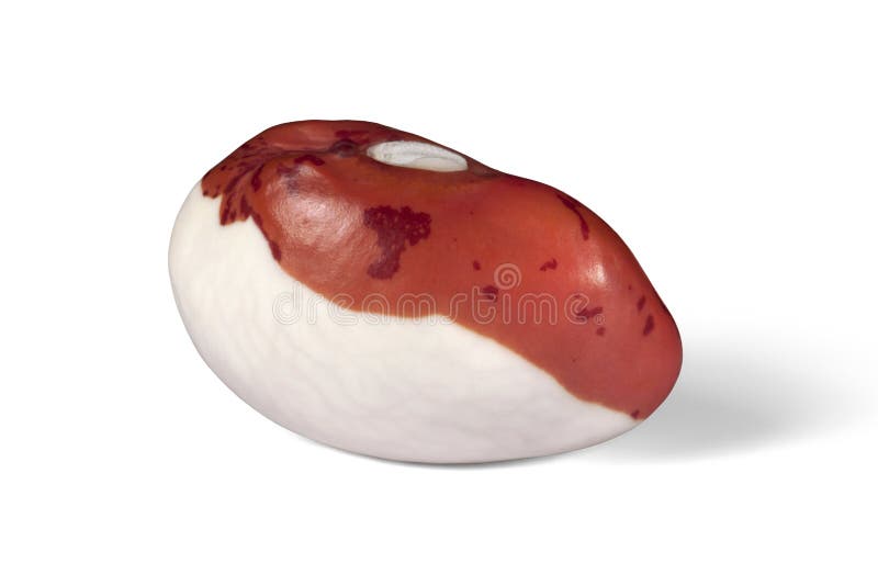 One bean of a red bean stock photo. Image of nutrition - 107230028