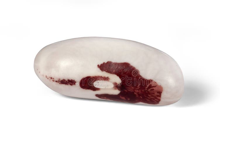 One bean of a red bean stock photo. Image of nutrition - 107230028