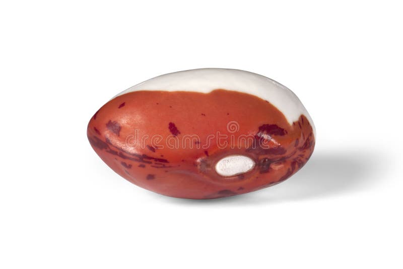 One bean of a red bean stock photo. Image of edible - 107230044