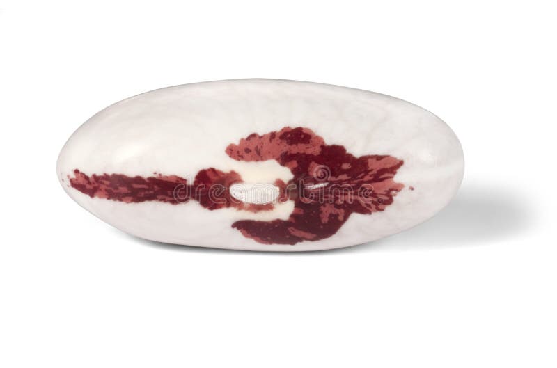 One bean of colored bean stock image. Image of closeup - 107770323