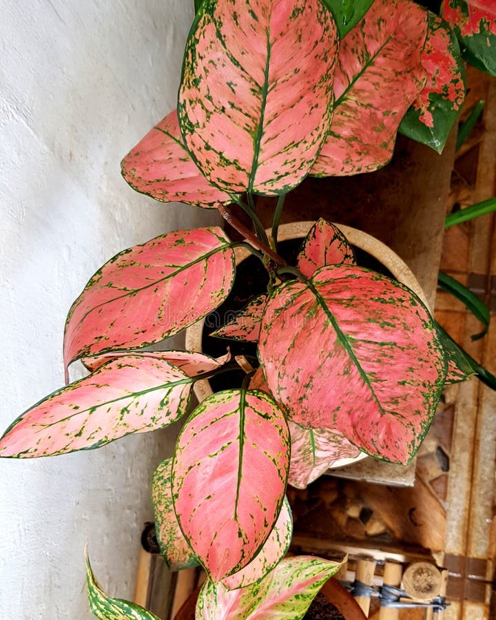 One of the Beauties in this World are Plants. Various Types of Plants ...