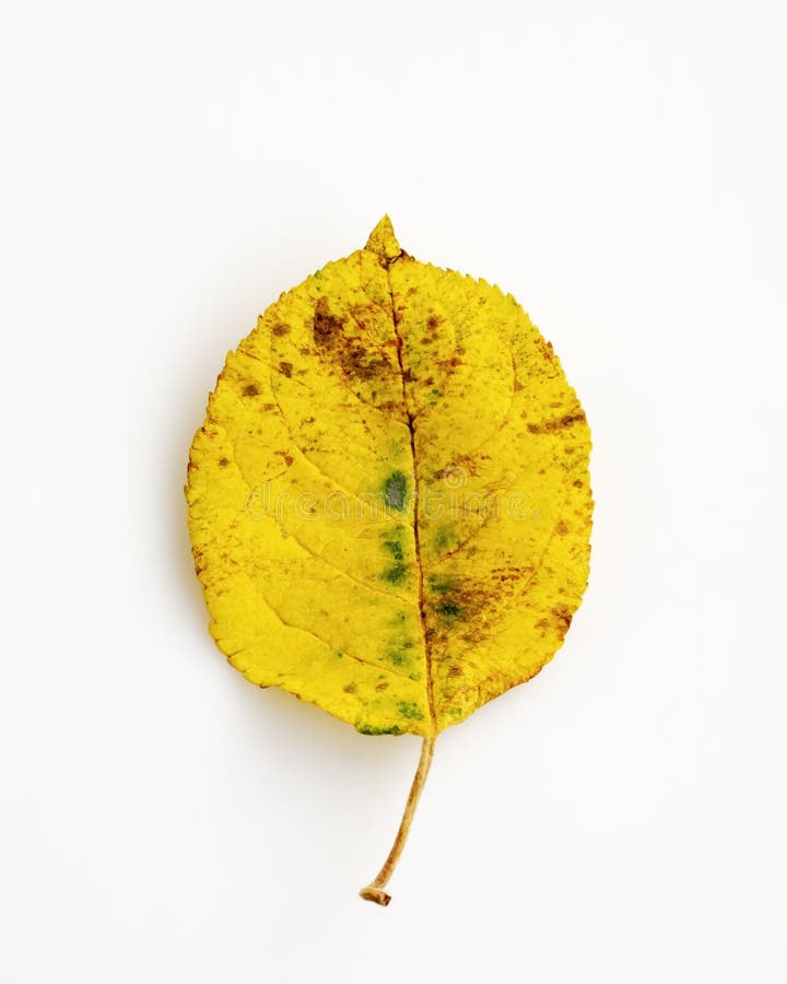 One Beautiful Autumn Leaf of Apple Tree on White Stock Photo - Image of ...