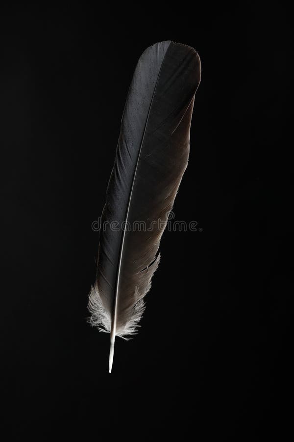 One Beautiful Bird Feather on Black Background Stock Image - Image of ...