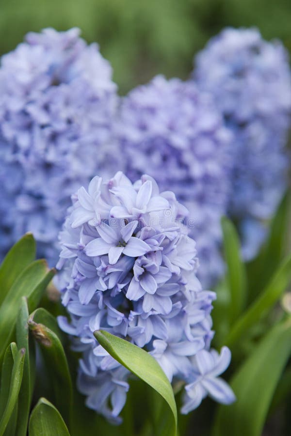 Blue Hyacinths In The Spring Garden Stock Image - Image of flora ...
