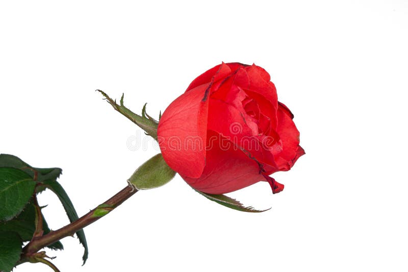 Closeup View of Beautiful Blooming Red Rose Flower in Garden Stock ...