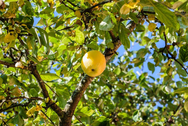 One Beautiful Bright Yellow Apple Hangs on the Apple Tree Stock Image ...
