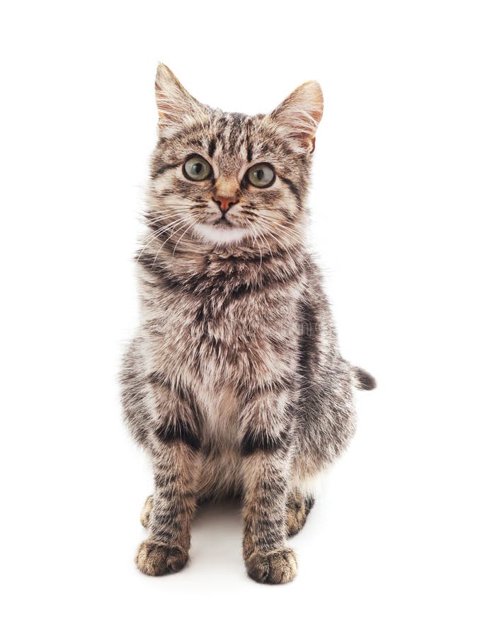 One eyed cat stock image. Image of fuzzy, eyed, cute - 154351755